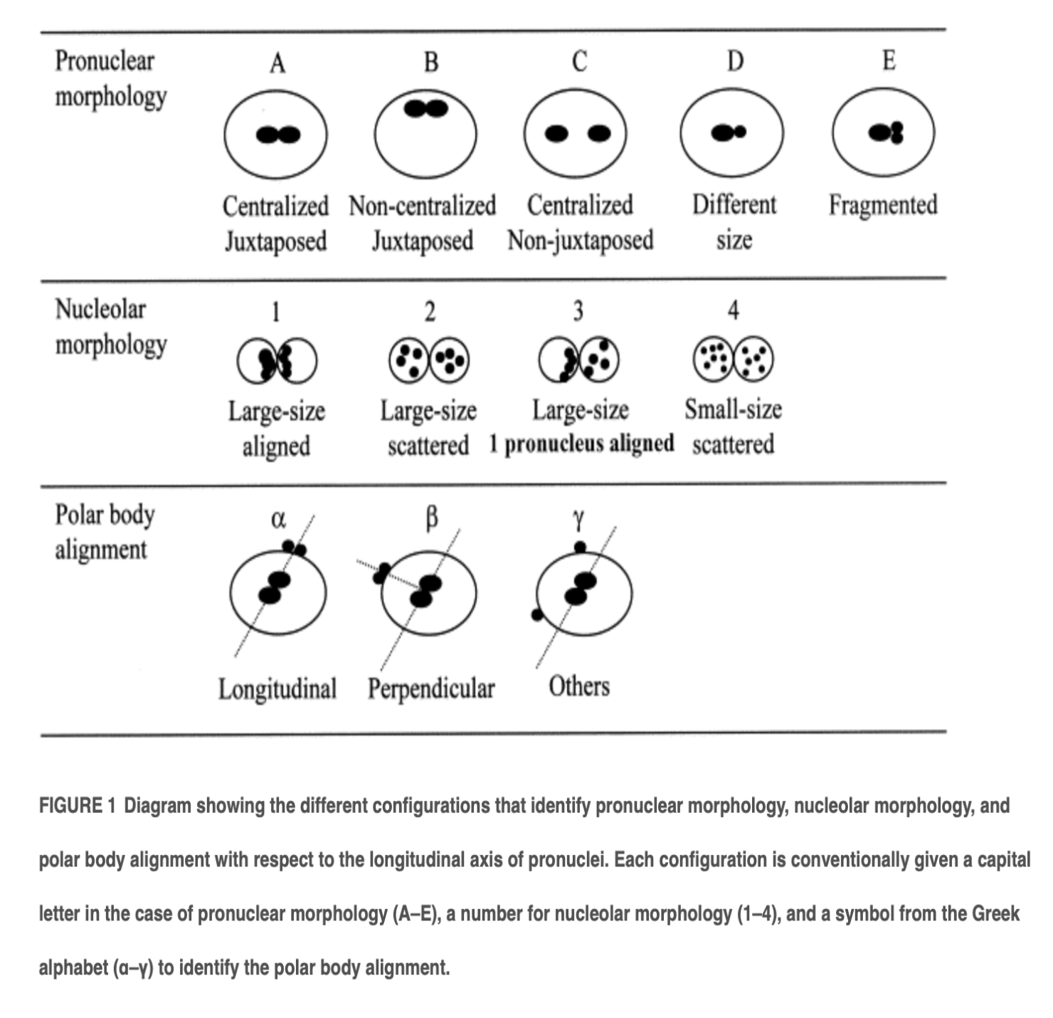原核(PN)計分方法 (pronuclear (PN) scoring